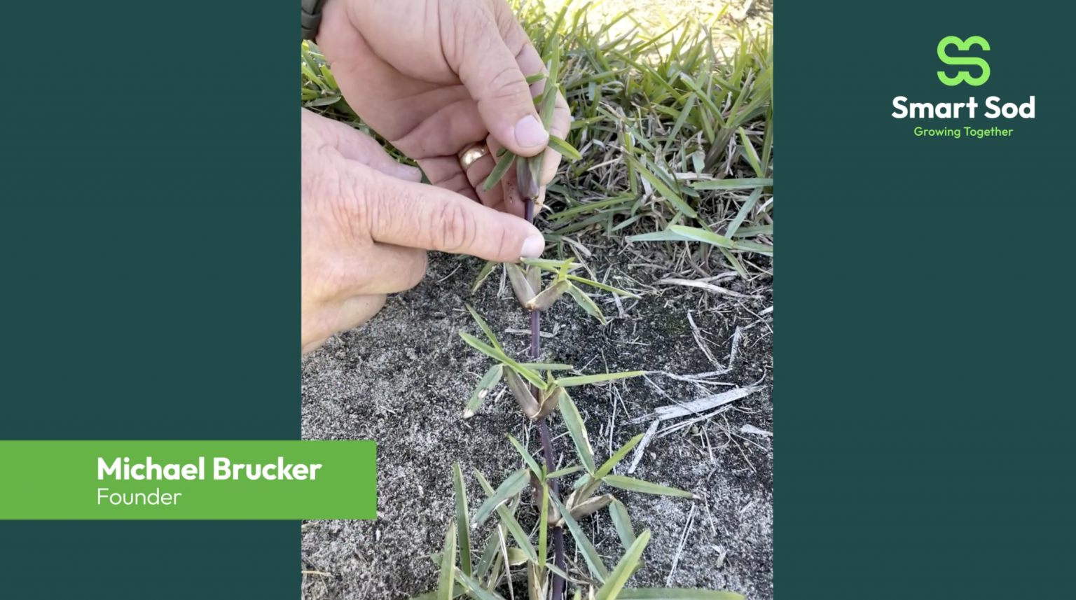 Learning more about St. Augustine Floratam – Smart Sod