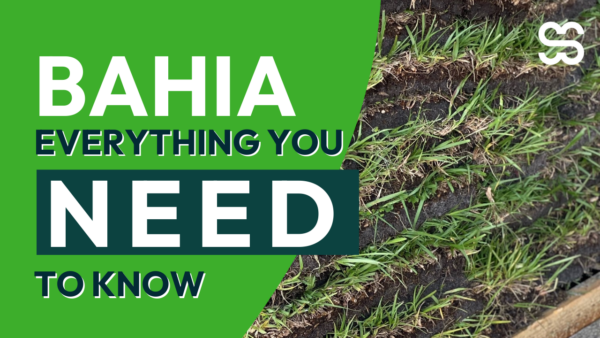 Everything you need to know about Bahia grass in Florida – Smart Sod