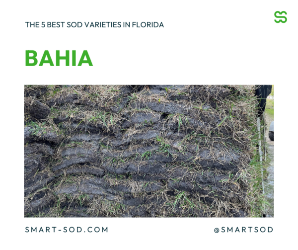 The 5 best sod varieties in Florida – Smart Sod