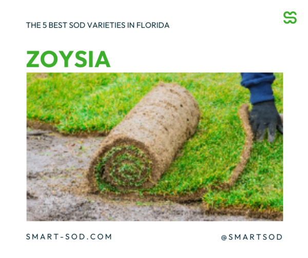 The 5 best sod varieties in Florida – Smart Sod