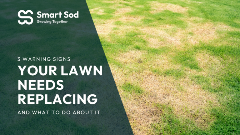 3 Signs you need to replace your lawn – Smart Sod