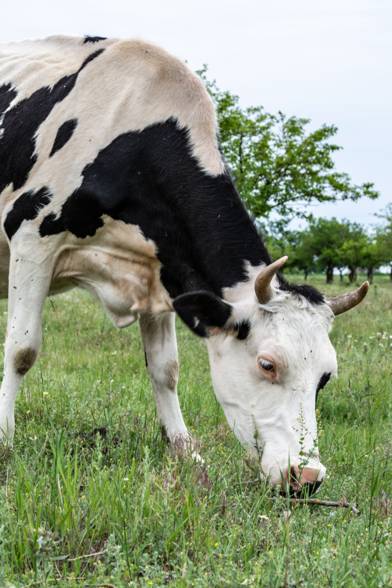 Top 3 uses for bahiagrass sod in Florida – Smart Sod