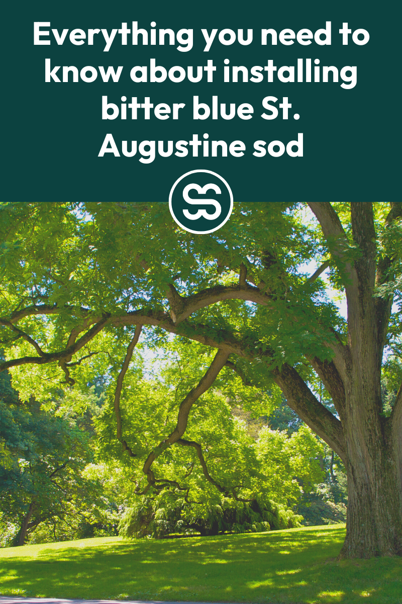 Everything you need to know about installing bitter blue St. Augustine ...