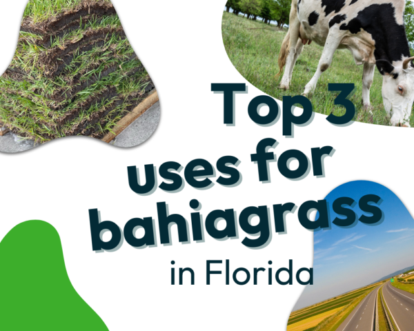 Top 3 uses for bahiagrass sod in Florida – Smart Sod
