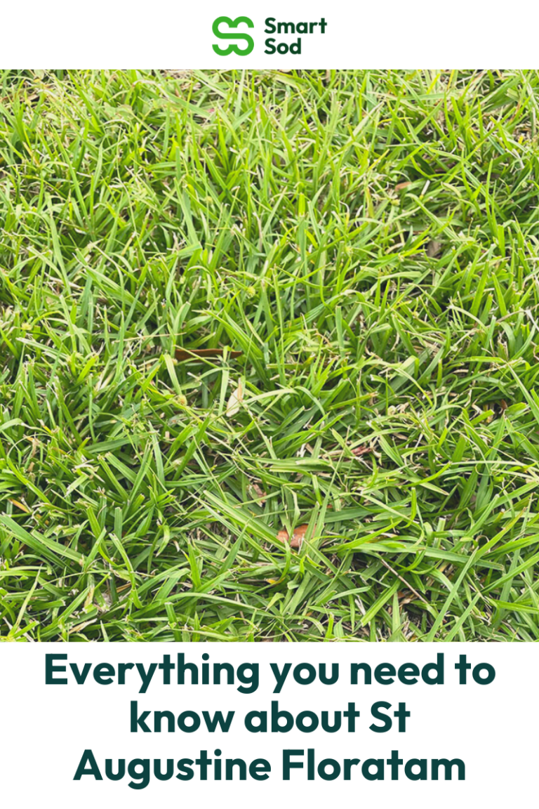 Everything you need to know about St Augustine Floratam sod in Florida ...