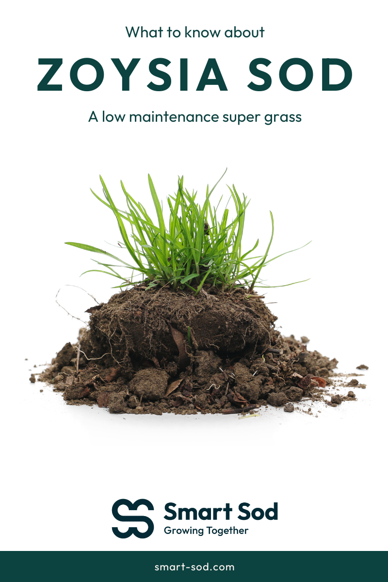 What to know about zoysia sod, a Florida super grass – Smart Sod