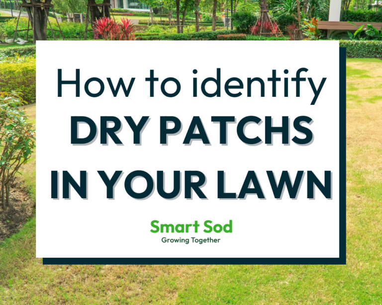 How to identify a dry patch in your lawn – Smart Sod