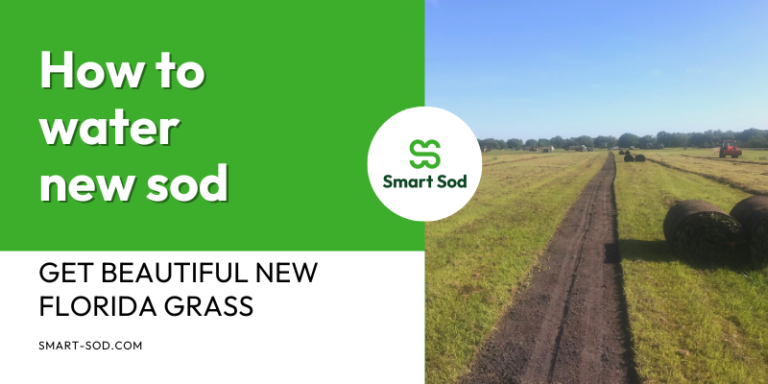 How to water new sod for beautiful grass in south Florida – Smart Sod