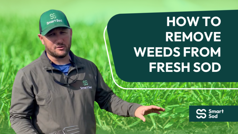 How to remove weeds from fresh sod – Smart Sod