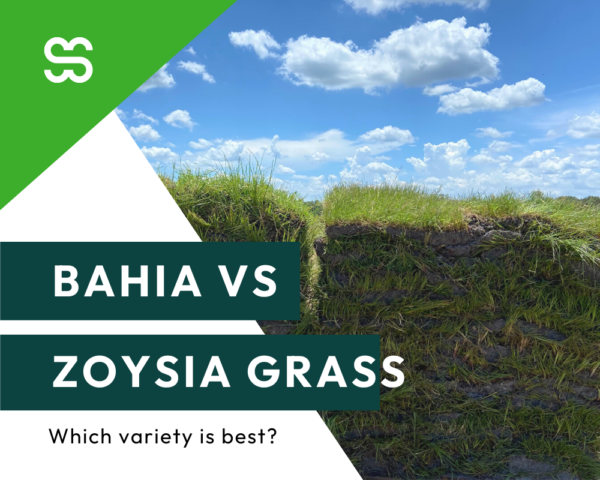 Which sod is better bahia vs zoysia grass – Smart Sod