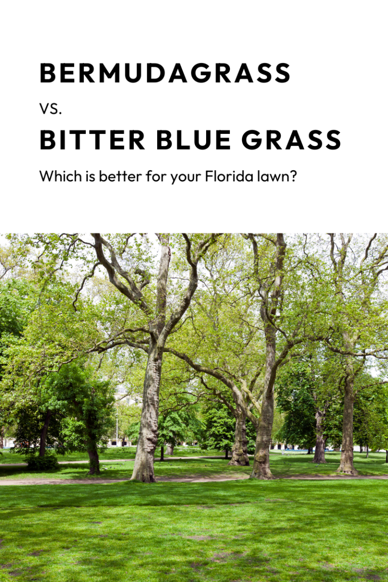 Bitter blue versus bermudagrass sod which is best for south Florida ...