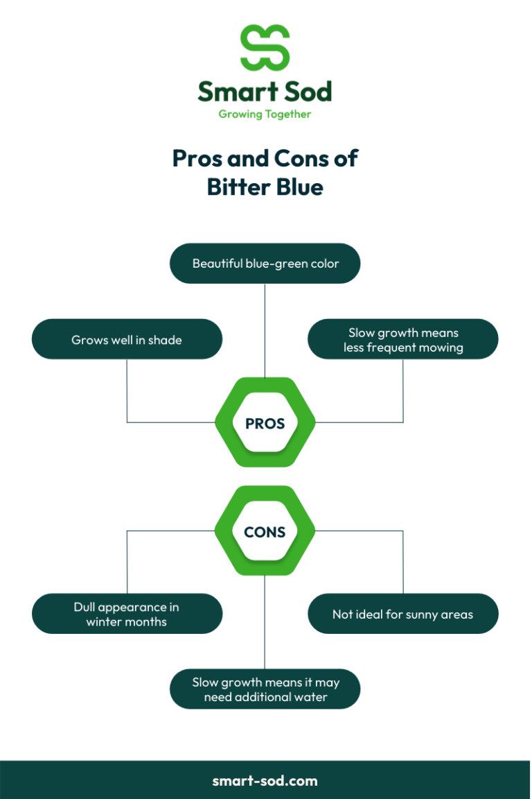 St Augustine vs Bitter Blue which is the best type of Florida sod ...