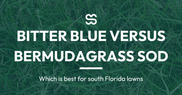 Bitter blue versus bermudagrass sod which is best for south Florida ...