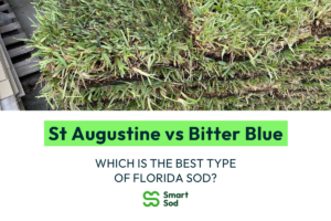 St Augustine vs Bitter Blue which is the best type of Florida sod ...