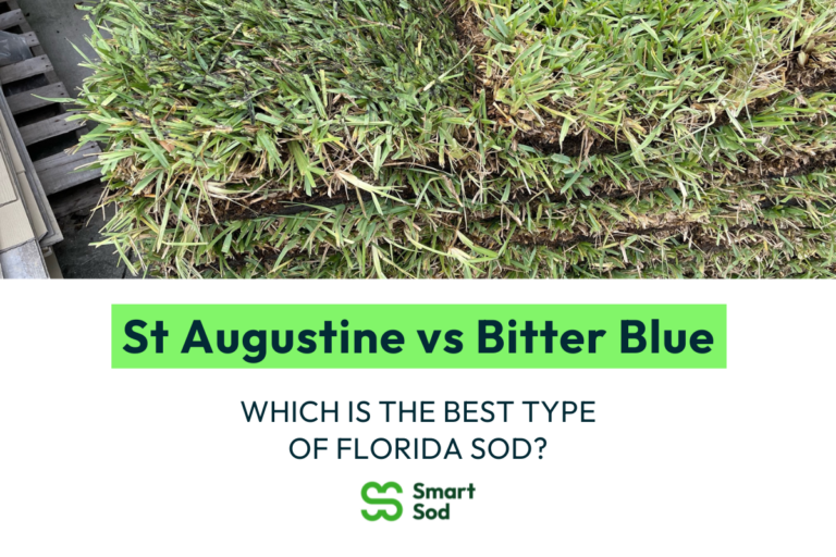 St Augustine vs Bitter Blue which is the best type of Florida sod ...