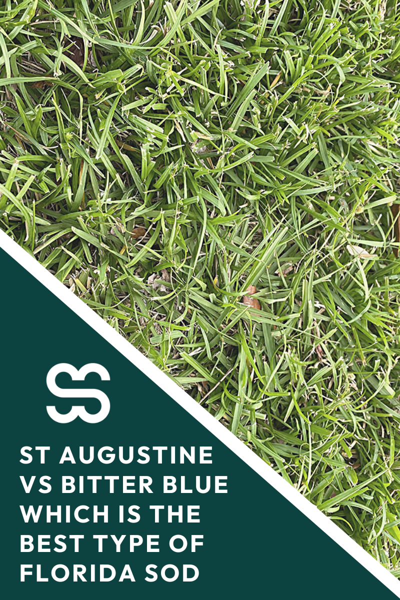 St Augustine vs Bitter Blue which is the best type of Florida sod ...